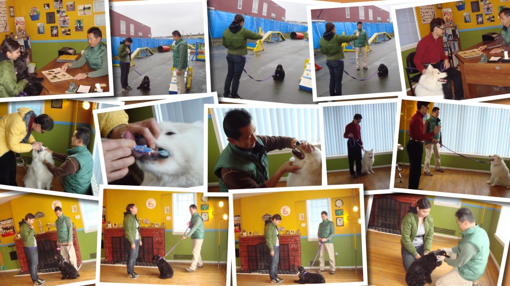 Basic Obedience Class - TK Canine Training Centre